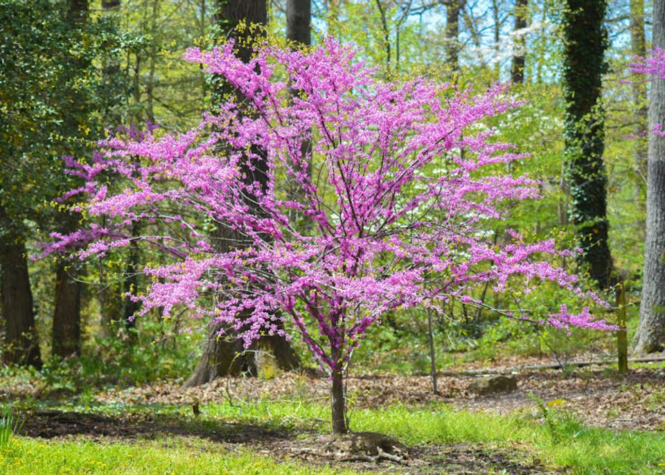 Redbud | EPB