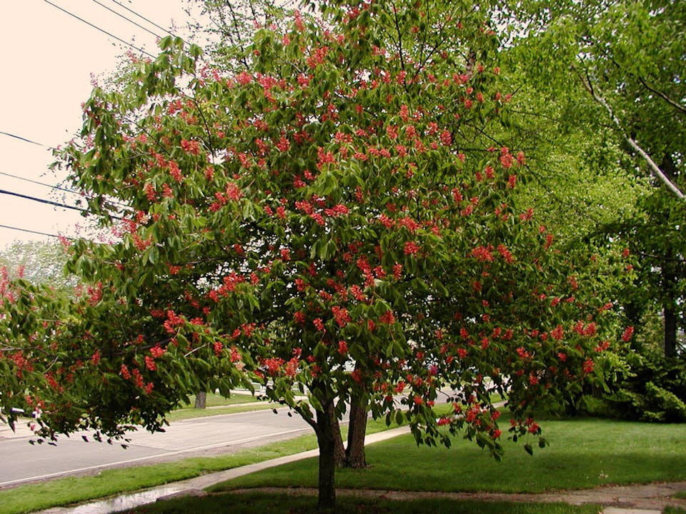 Red Buckeye | EPB