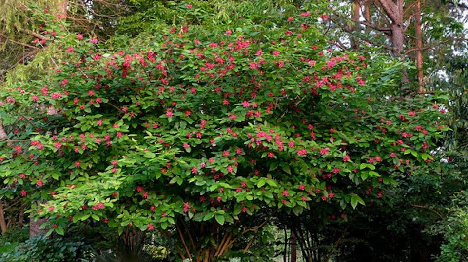 Sweetshrub | EPB